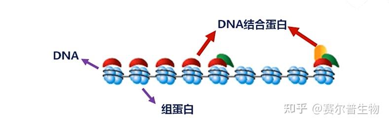 能讲解一下ChIP qPCR实验的详细步骤吗? - 知乎