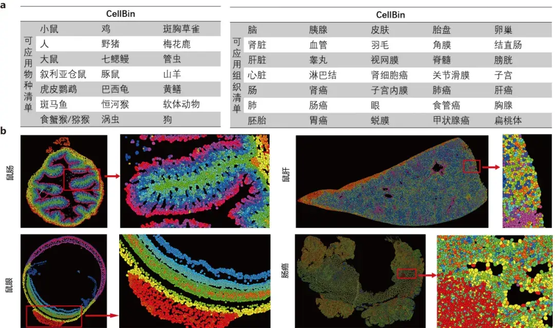 Stereo-seq细胞分割CellBin，精准单细胞研究利器 - 知乎