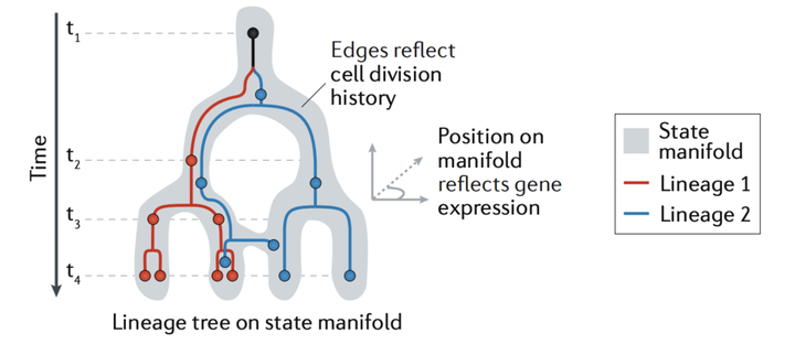 Lineage tracing meets single-cell omics: opportunities and challenges - 知乎