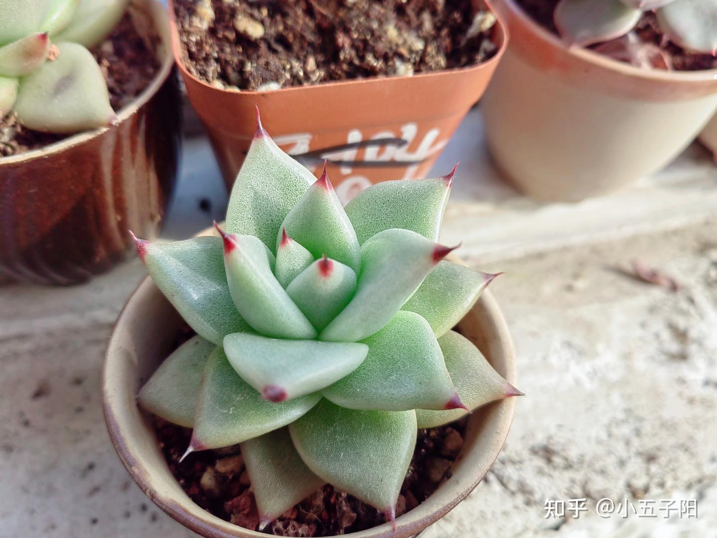 听说自称“手残党”的你，又把多肉植物养死了 - 知乎