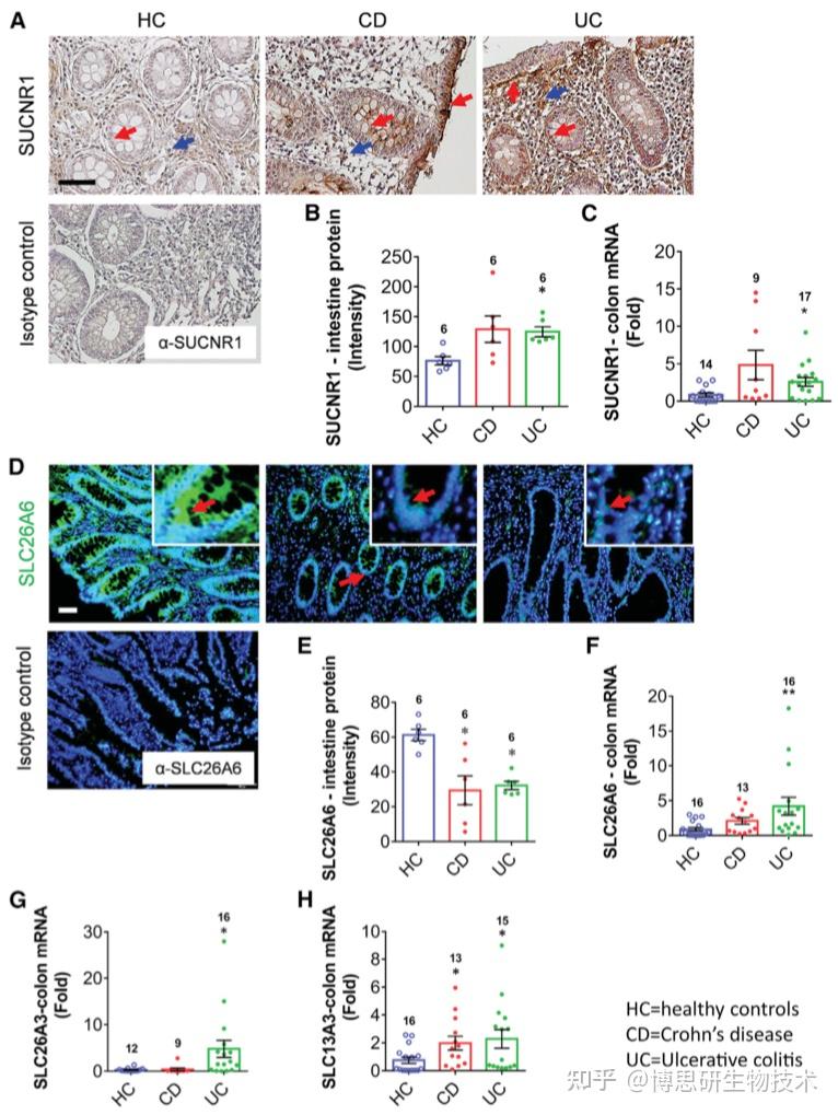 Cell Reports丨跨上皮途径将琥珀酸传递至巨噬细胞，从而维持其促炎代谢状态 - 知乎