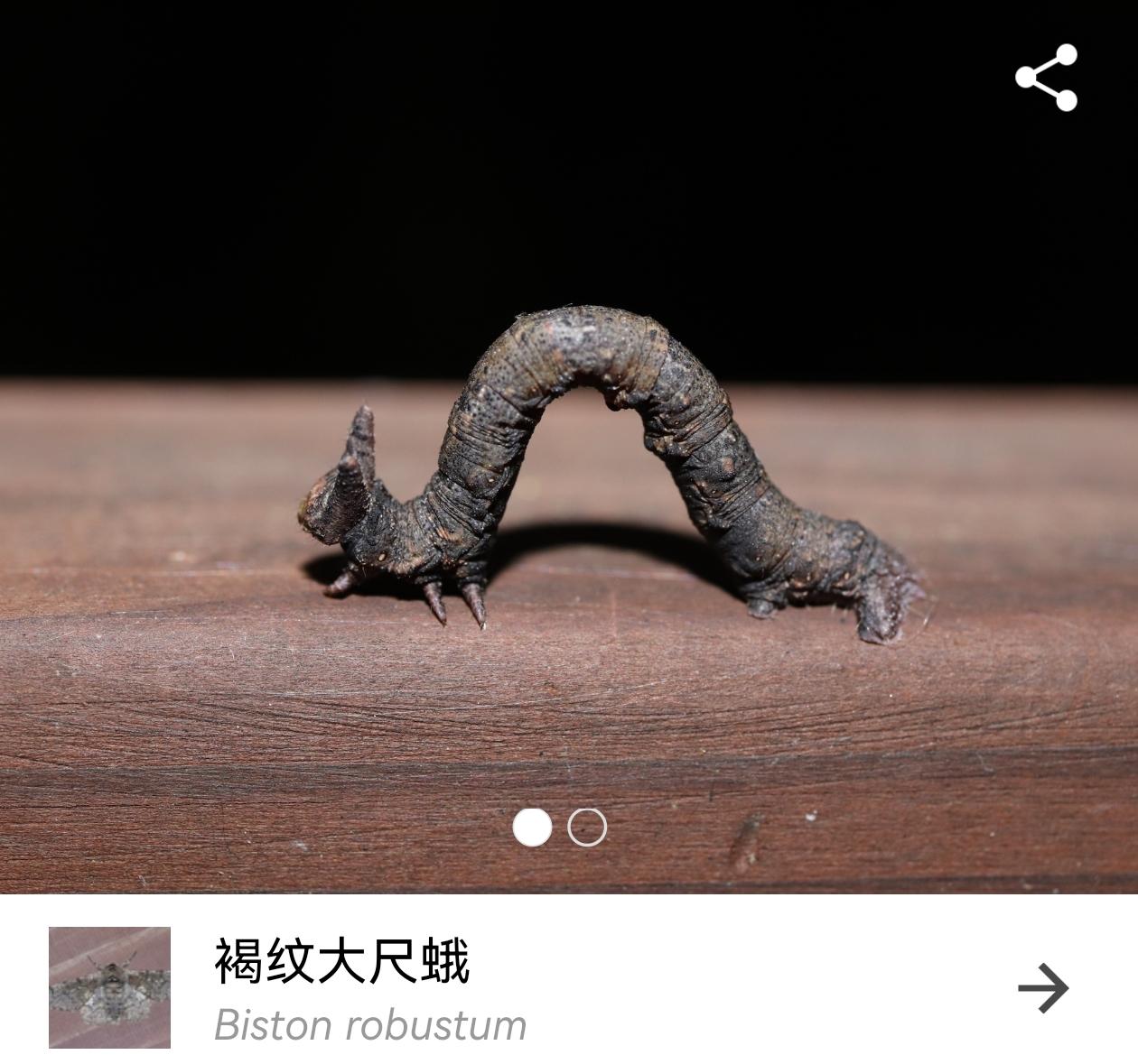 这种长的像木棍还有角的是什么虫子？ - 知乎