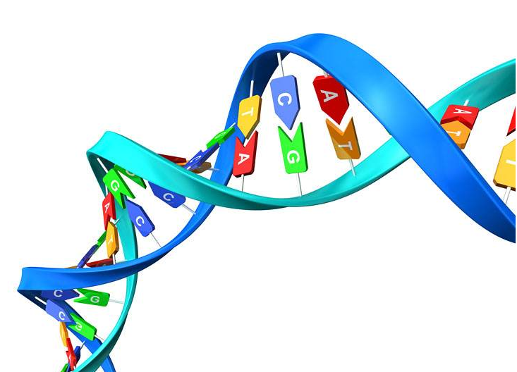 一文带你看懂DNA是什么料！ - 知乎