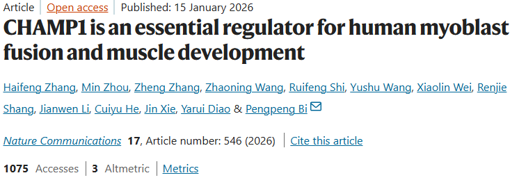 Nature Communications最新研究|bulk+ATAC+Cut&Tag+HiCAR多组学联合分析，揭秘肌肉发育关键调控因子 ...