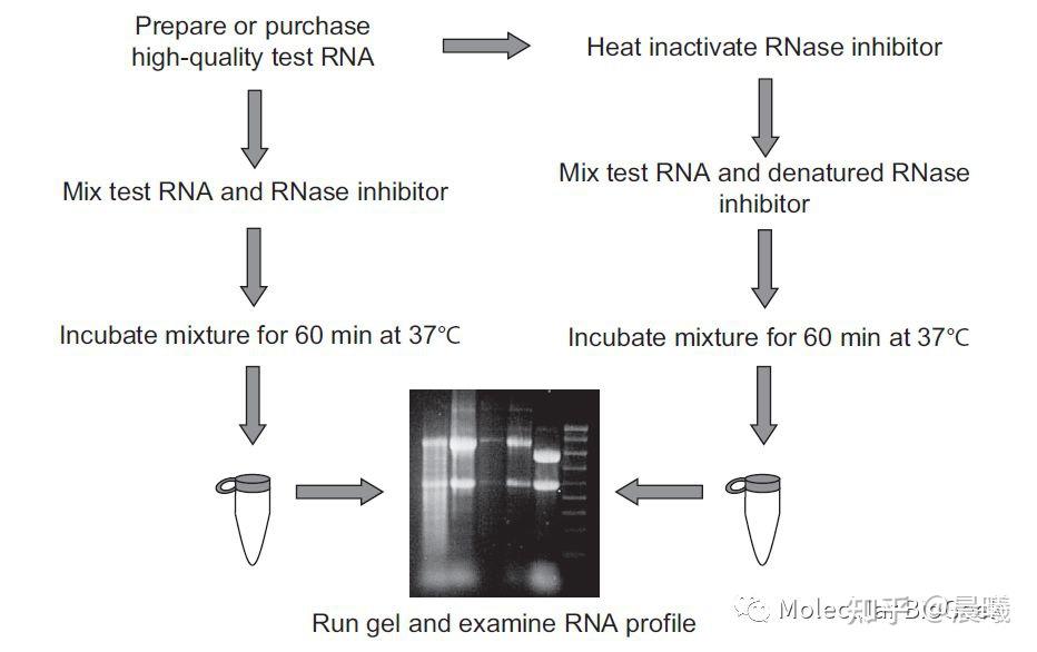 创造一个RNase-Free的环境(上） - 知乎