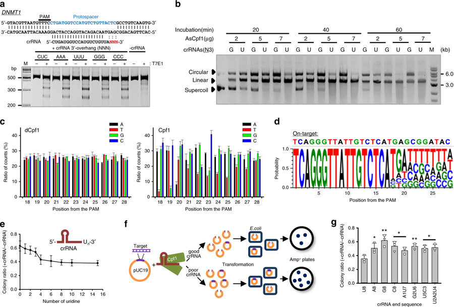 CRISPR-Cpf1采用具有富含尿苷酸的3'-突出端的CRISPR RNA进行高效基因组编辑 - 知乎
