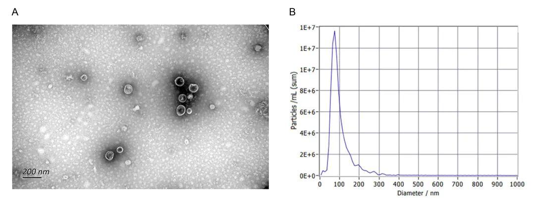 外泌体研究攻略 | 形成机理、分离鉴定手段、前沿应用进展，一文全get！ - 知乎