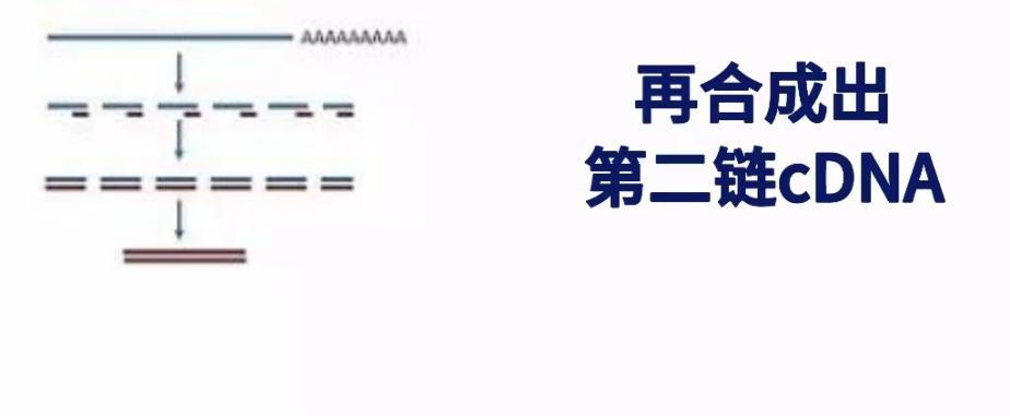 RNA-seq建库原理与方法 - 知乎