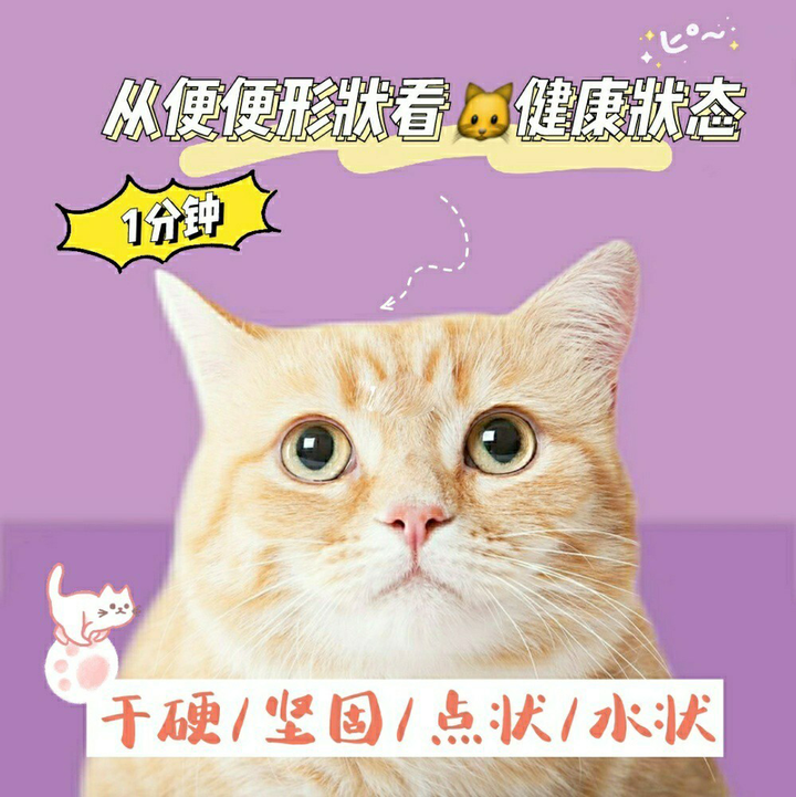 辨别猫咪健康，请看辨便宝典 知乎