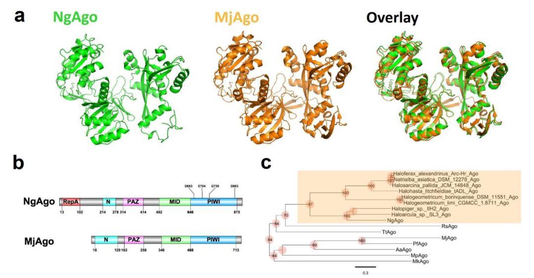中、美科学家两篇最新论文表明NgAgo确实有基因编辑能力，韩春雨老师研究的NgAgo可在原核生物上基因编辑 - 知乎