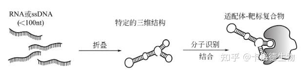 核酸适配体（Aptamer）是什么？ - 知乎