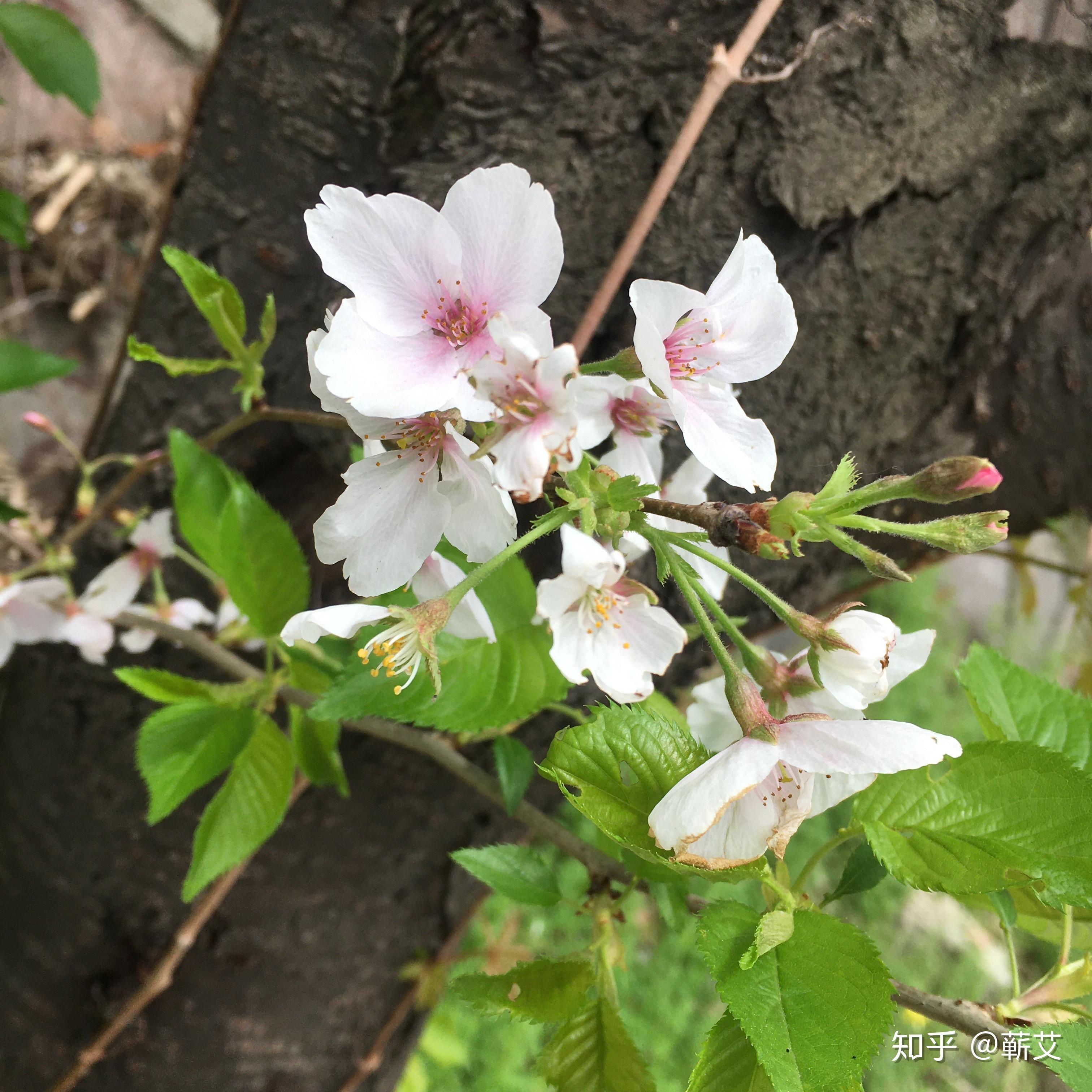 SMWS GN1.6 & Roku GIN - 知乎