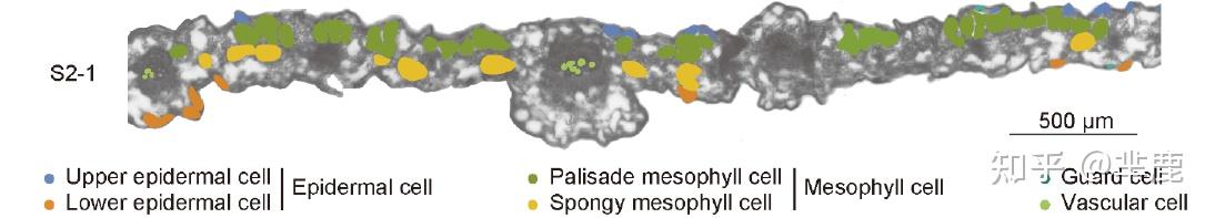 空转植物应用 |scStereo-seq技术解析拟南芥叶片空间转录组 - 知乎