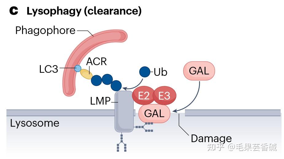 溶酶体作为细胞分解代谢、代谢信号和器官生理学的协调者 - 知乎