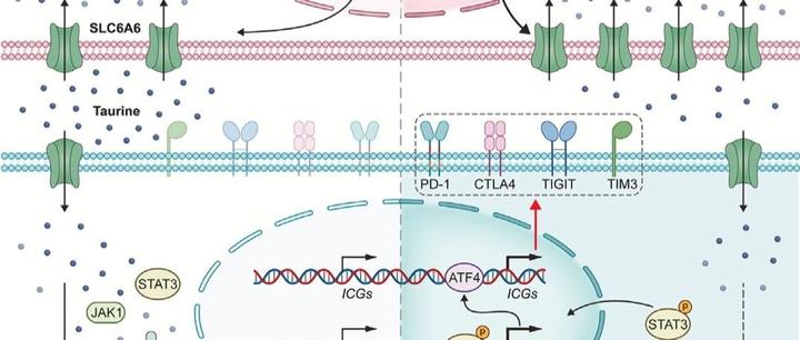Cell丨 SLC6A6 介导的牛磺酸摄取可激活免疫检查点基因并诱导 CD8+ T 细胞衰竭 - 知乎