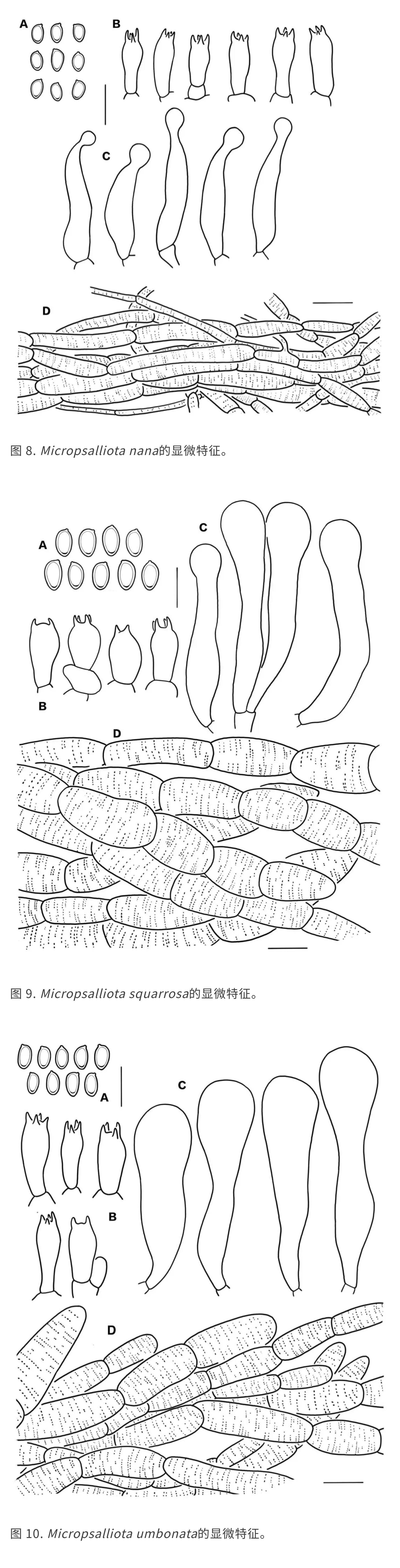 Mycology | 中国南方发现小蘑菇属（Micropsalliota）七个新种和一个中国新记录种 - 知乎