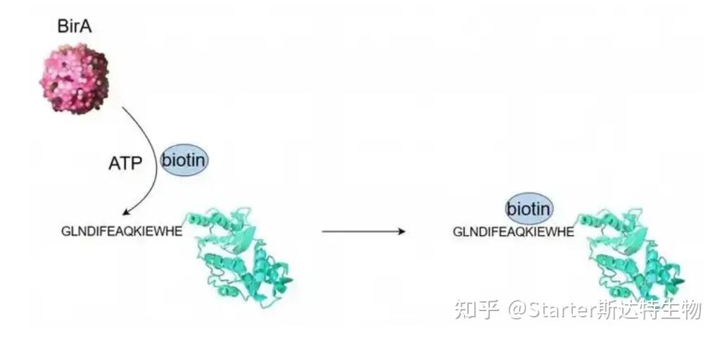 Avi-Tag 技术：高精度生物素化标记助力分子互作研究 - 知乎
