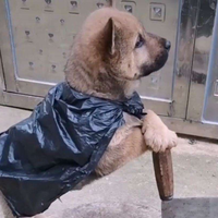 【NeurIPS2021】Twins: Revisiting the Design of Spatial Attention in Vision Transformers - 知乎