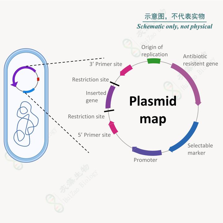 Pgex 4t 1 质粒 微生物 知乎