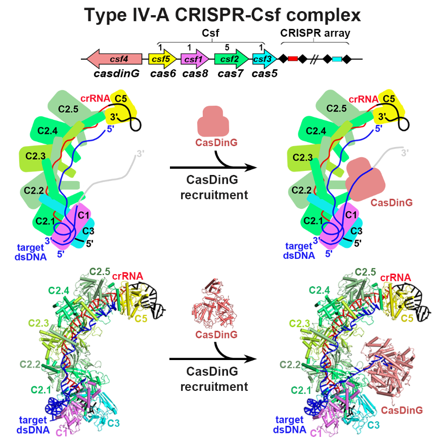 CRISPR研究“再下一城”：南科大学者揭晓IV-A型CRISPR-Csf系统背后机制，有望用于临床疾病诊治 - 知乎