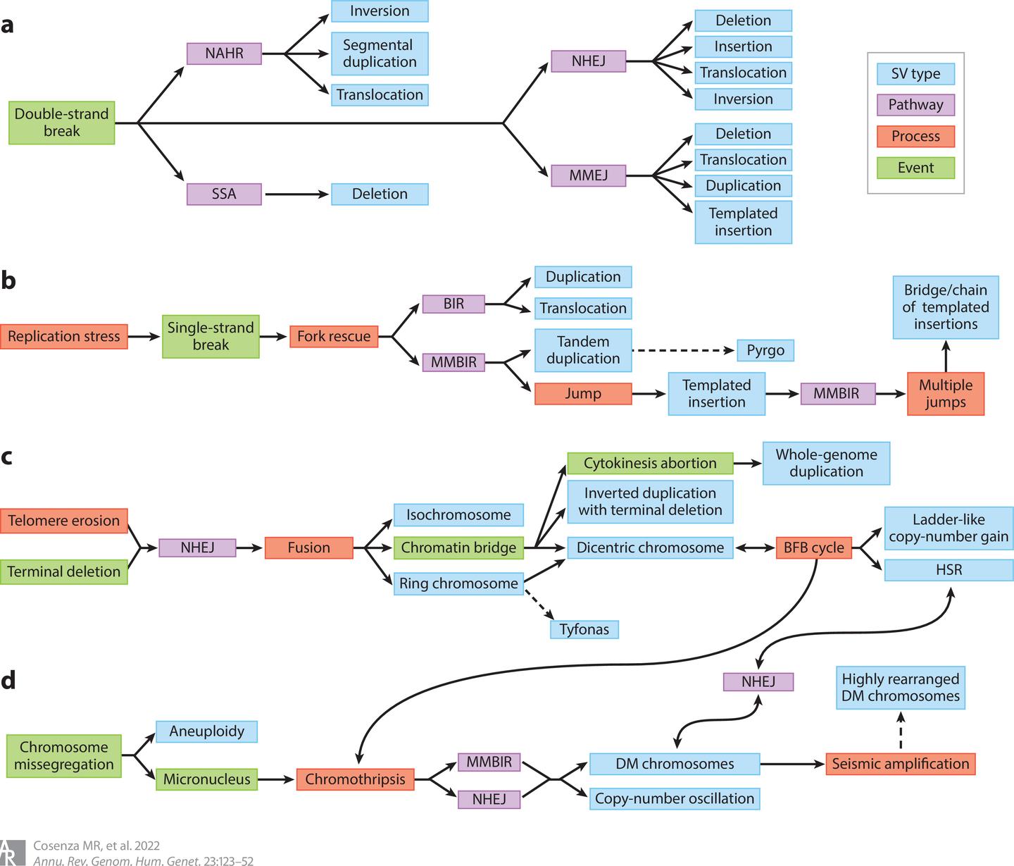 肿瘤基因组基础[1]----结构变异（Structural variation） - 知乎