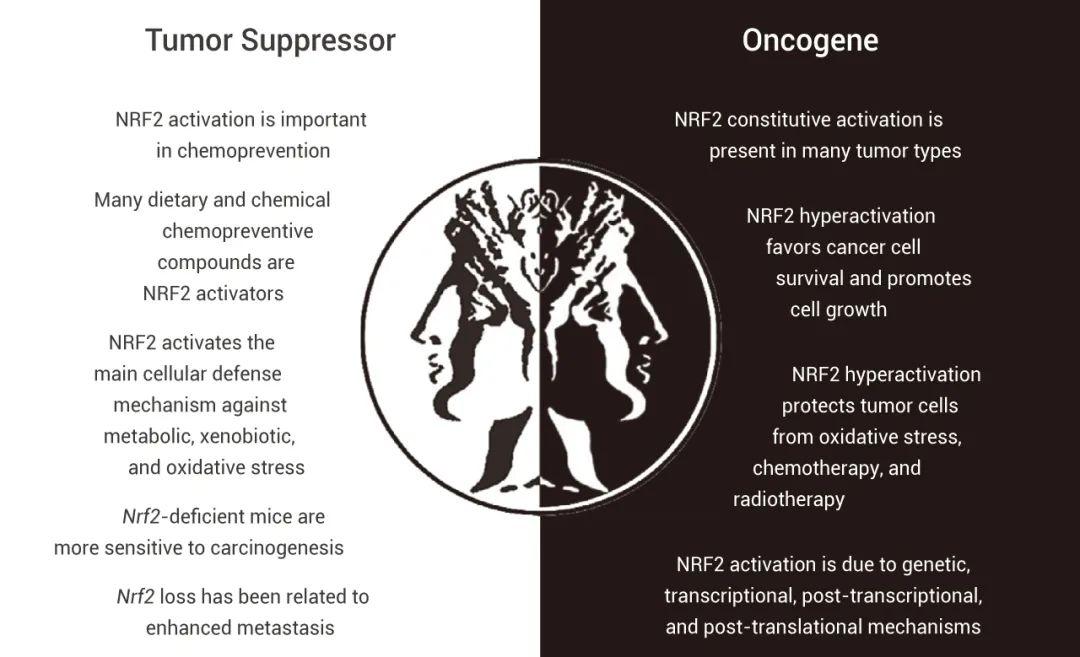 MCE | Nrf2 的重要作用 - 知乎