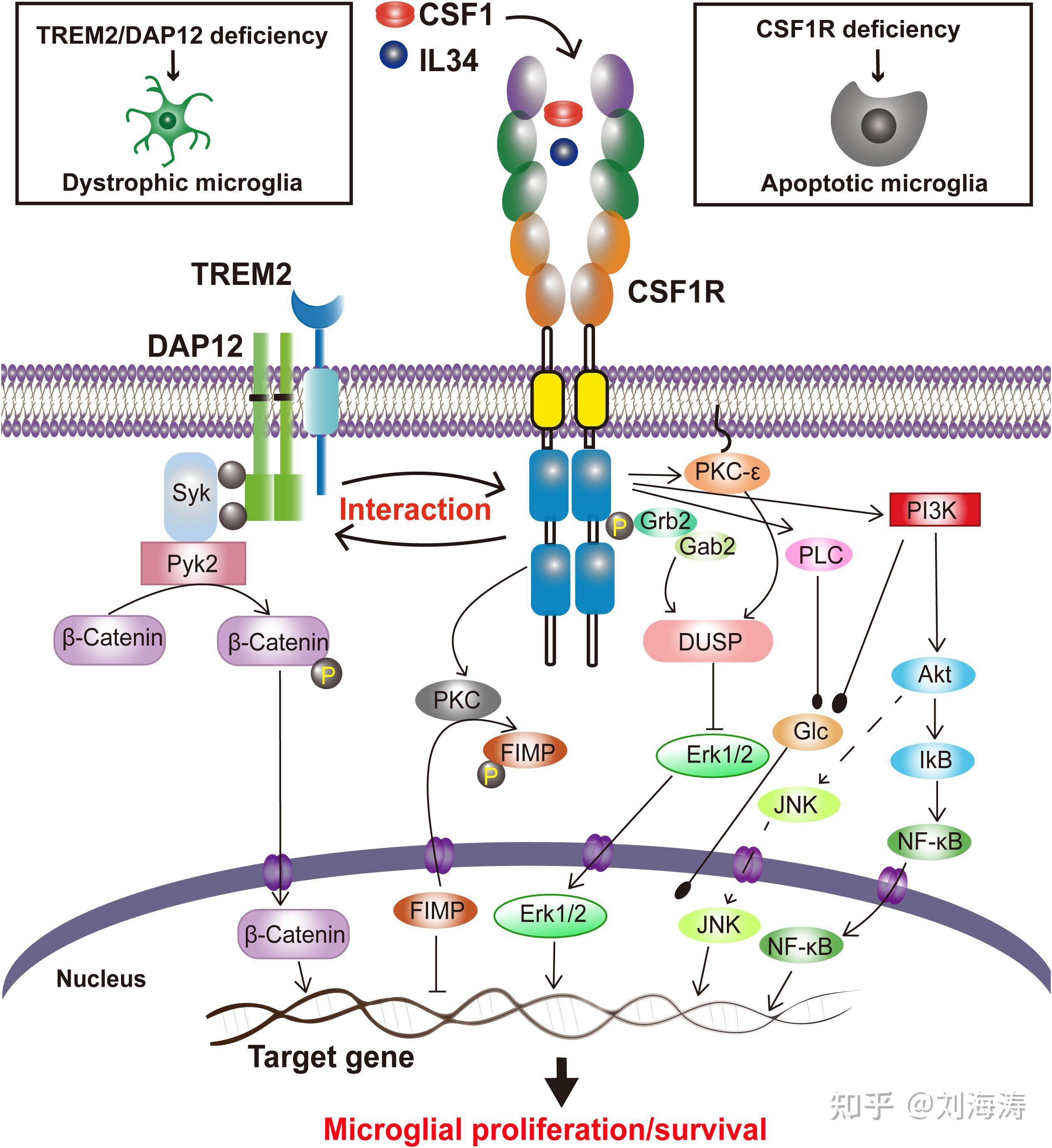 PLX5622 (CSF1R 抑制剂）如何用于小胶质细胞清除, 有啥优势？ - 知乎