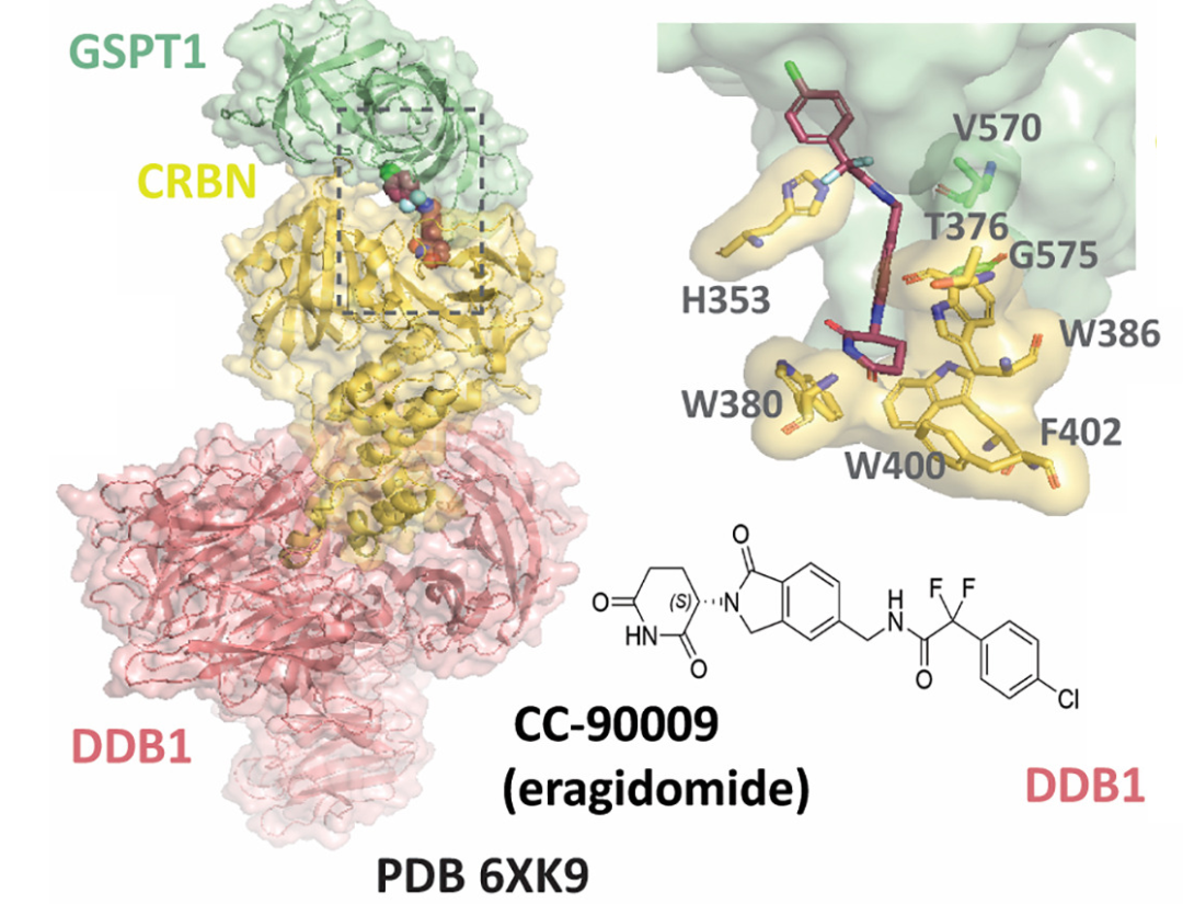 【Cell Chemical Biology】降解型分子胶分子机制总结 - 知乎
