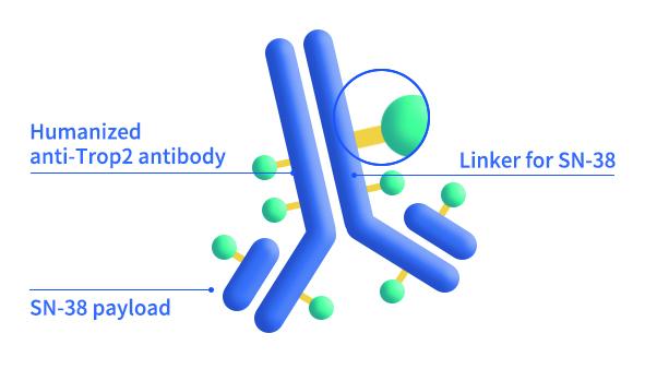 肿瘤免疫靶点 | TROP2 - 知乎