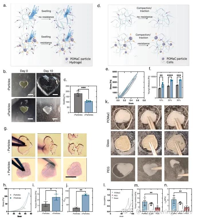 《Bioact. Mater.》：高机械稳定性的3D打印生物水凝胶 - 知乎