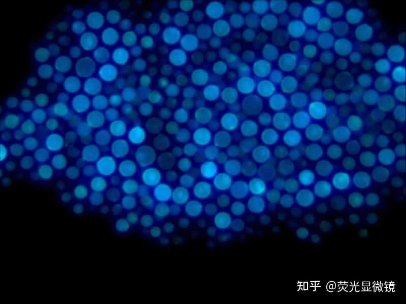 显微镜能怎样看细菌？ - 知乎