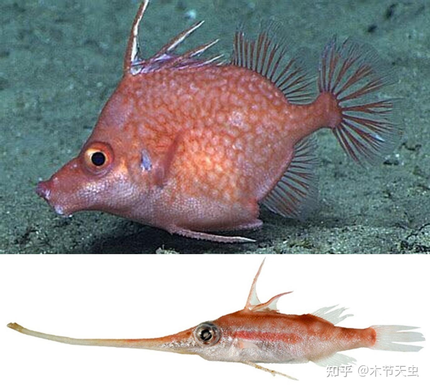 【鲀形目的演化史·其一】刺鲀，箱鲀，河鲀，鳞鲀 - 知乎