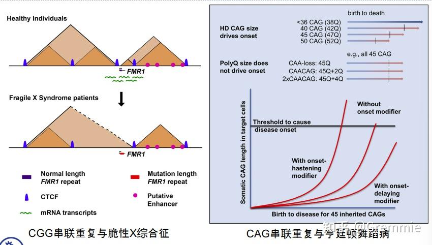 基因组装的概念/算法(OLC,K-mer)详解 - 知乎