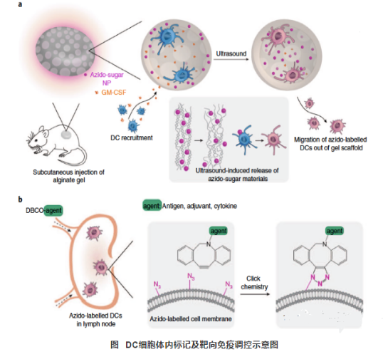 DBCO-DC DBCO-树突状细胞 - 知乎