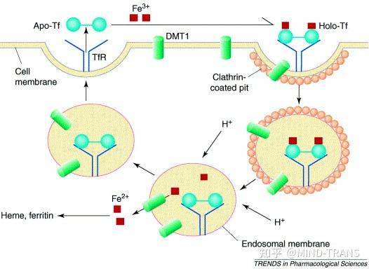 TFRC到底是个啥，和TFR又是什么关系？ - 知乎