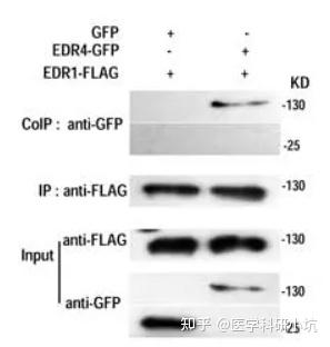 一文读懂CoIP实验 || 原理、实验流程、遇到的问题 - 知乎