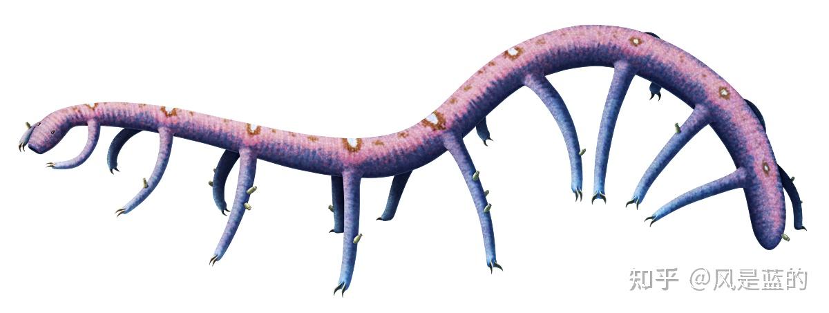 叶足动物门 Lobopodia的梳理 - 知乎