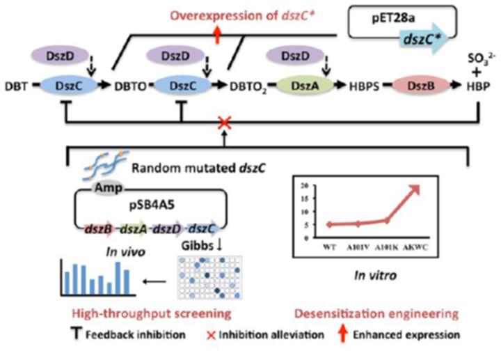 华南理工林影/梁书利课题组结合DszC酶脱敏工程和过表达策略提高大肠杆菌中对硫化物的脱硫效率 - 知乎