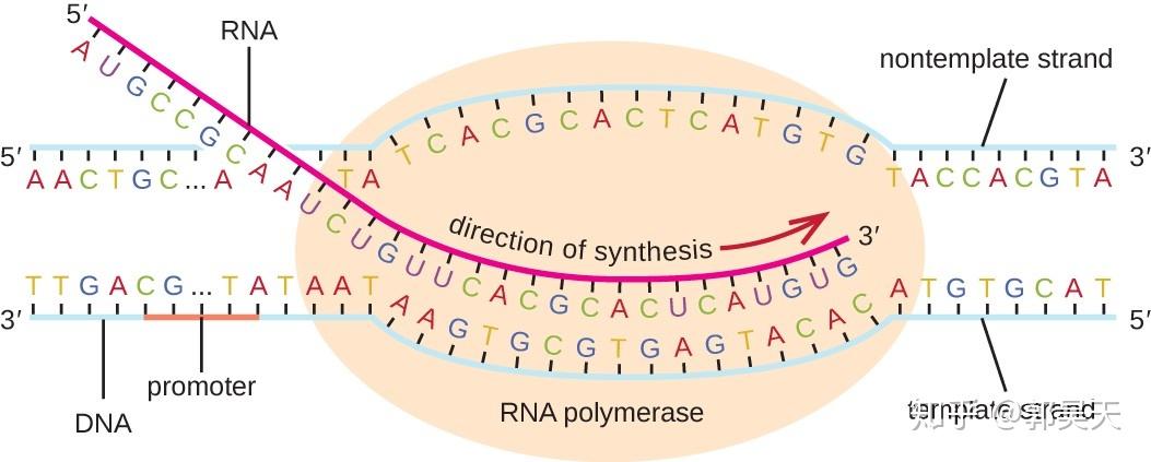 如何解读 2019年2月22日《科学》发表的合成生物学新突破「八碱基遗传系统Hachimoji」？ - 知乎