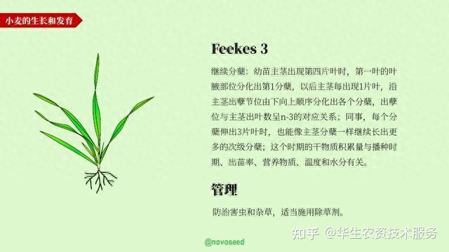 「注意」小麦全程周期，一生多磨难！田间管理最关键，建议收藏！ - 知乎