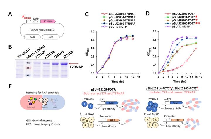 成功大学吴意珣实验室确证T7系统毒性源自对细胞资源的过度占用 - 知乎