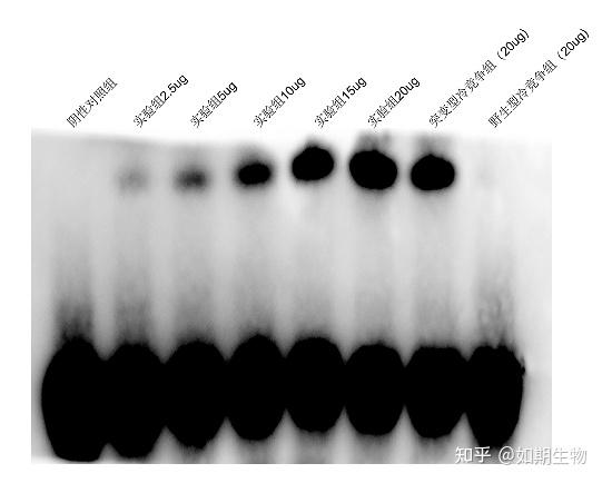 EMSA实验技术介绍 - 知乎