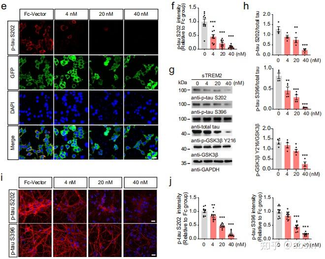 文献解读 | sTREM2有望改善AD患者的tau磷酸化和认知障碍 - 知乎