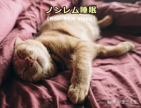 猫咪睡眠完全指南——了解睡眠周期，预防睡眠障碍！ - 知乎