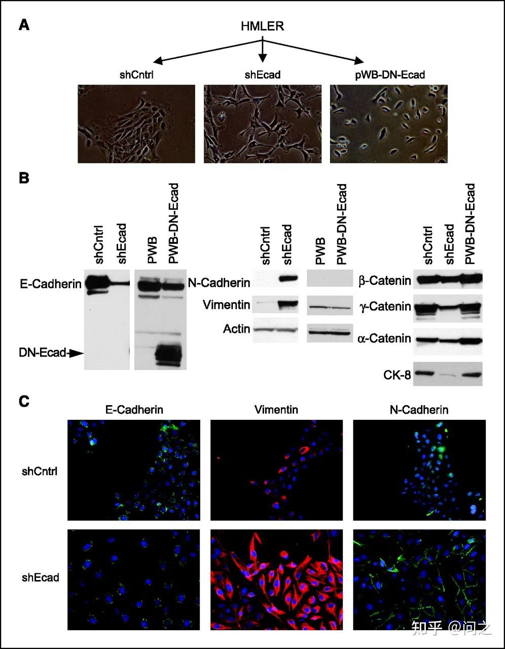 E-Cadherin(钙黏蛋白E)你了解吗？ - 知乎