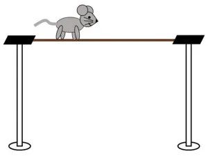 大小鼠平衡木实验（Balance Beam Test） - 知乎
