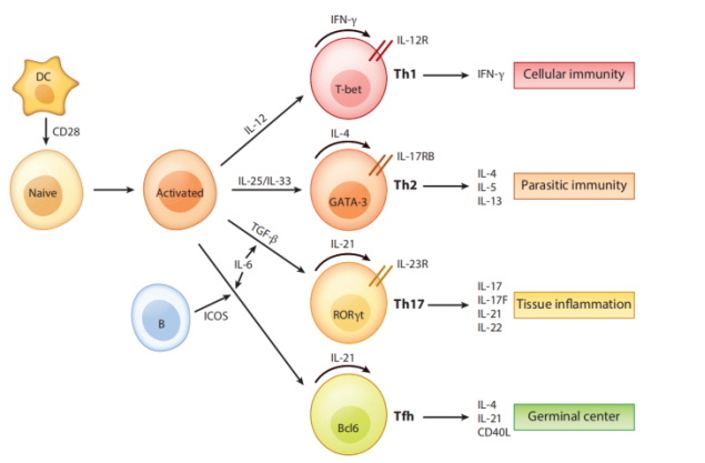 CD4+ T细胞相关的细胞因子及其作用 - 知乎