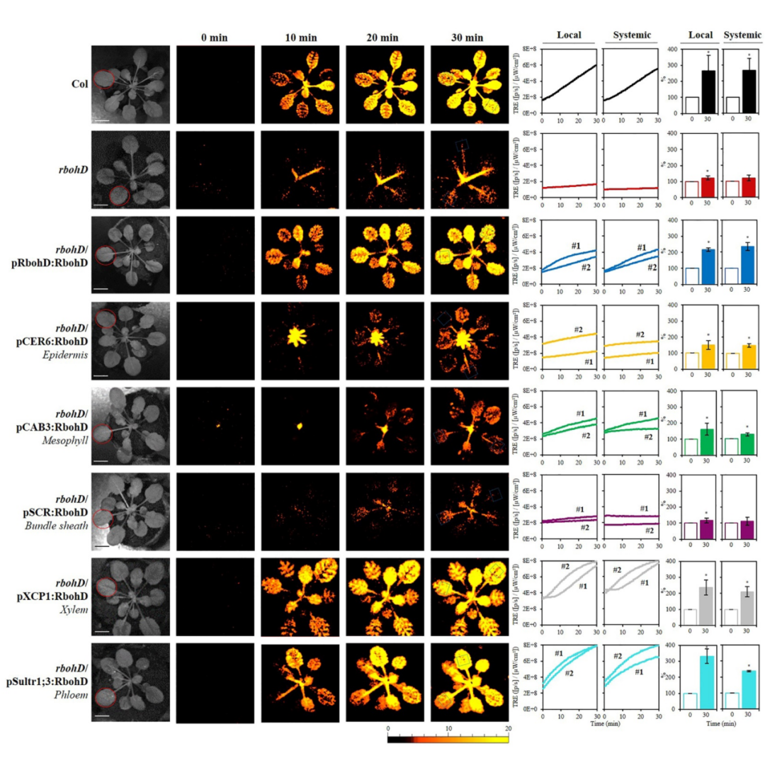 Plant Cell | 高光胁迫诱导的系统性ROS信号传递发生在哪里？ - 知乎