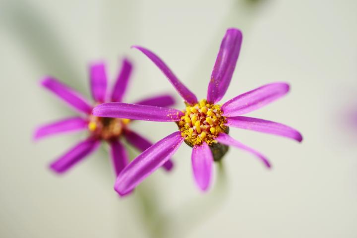 感性运动(Nastic movements)植物名录 - 知乎