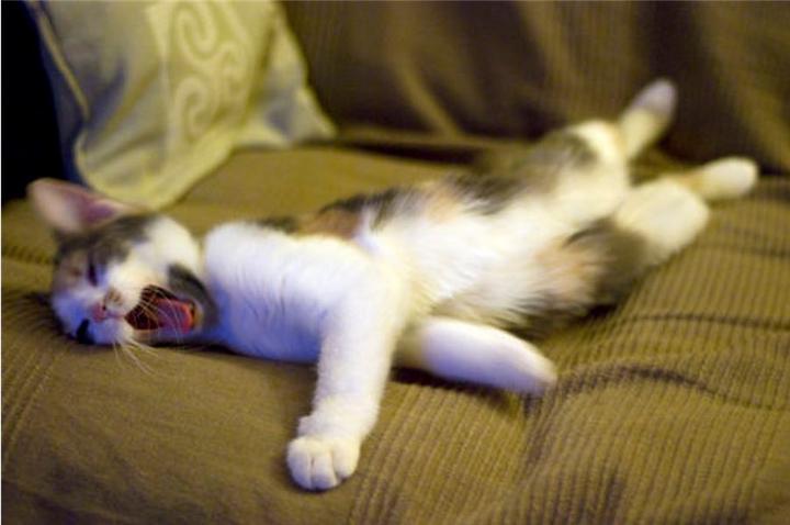 accustomed和customary的区别 - 知乎